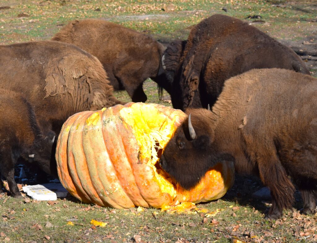 Zoo's bison devour massive pumpkin | Watertown Current