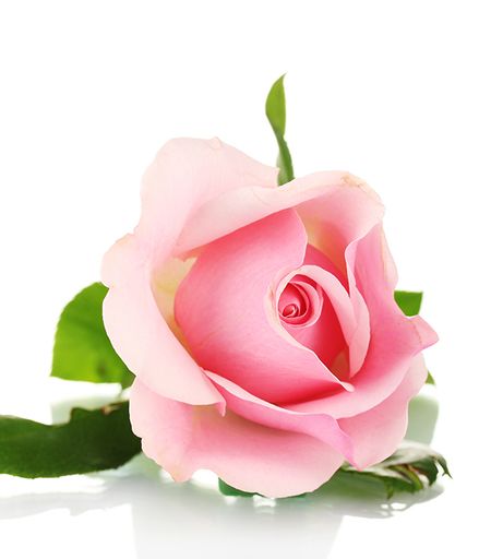 Barbara S. Tawzer | Watertown Current