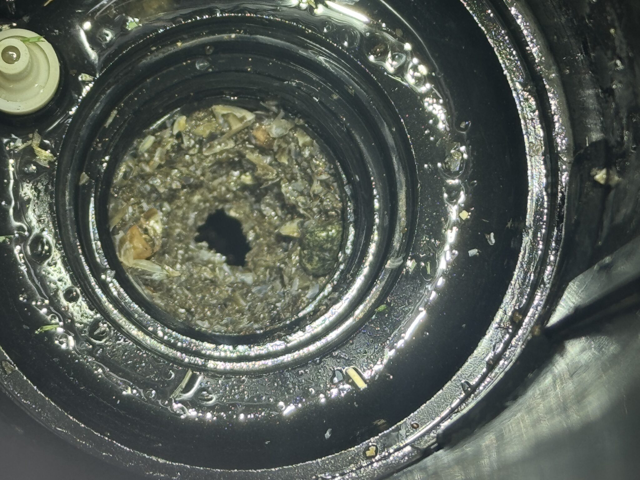 Zebra mussels clog up city golf course’s irrigation system | Watertown ...
