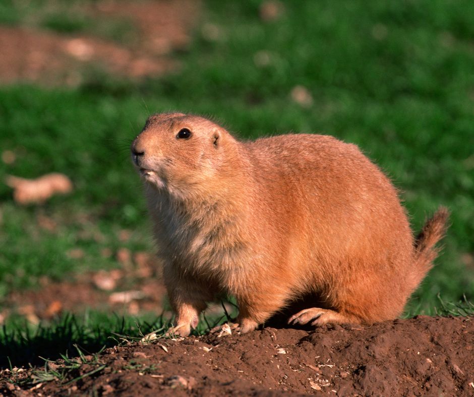 Enrollment for prairie dog control programs ends August 15 | Watertown ...
