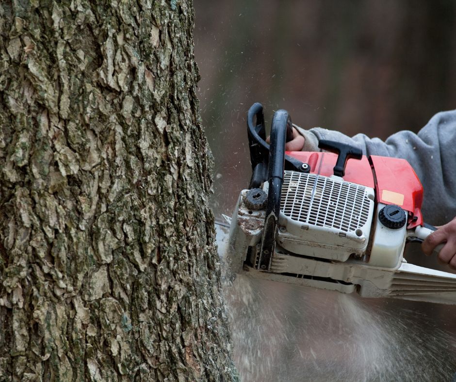 City to remove ash trees from Ward D after Labor Day | Watertown Current