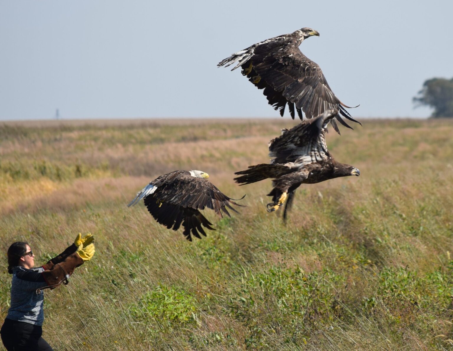 Three eagles released into the wild by Bramble Park Zoo staff ...