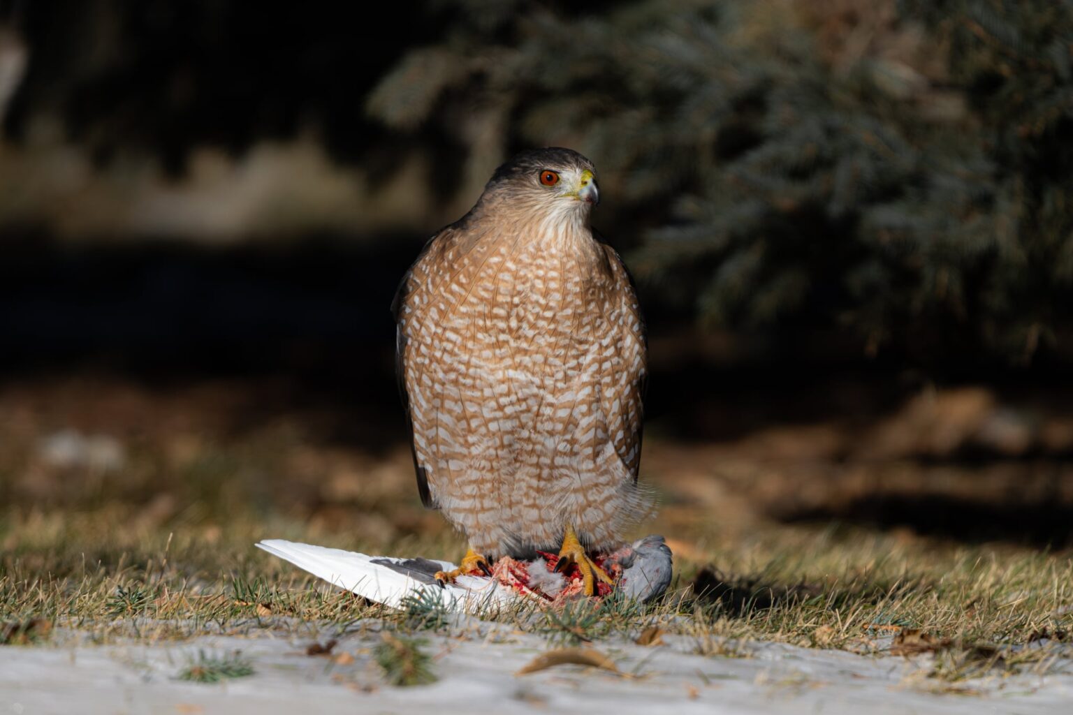 Events | Watertown Current