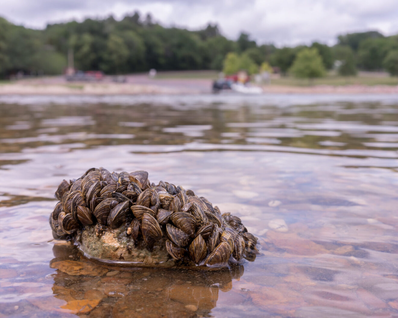 Water advocates say declined funding exposes insufficient zebra mussel ...